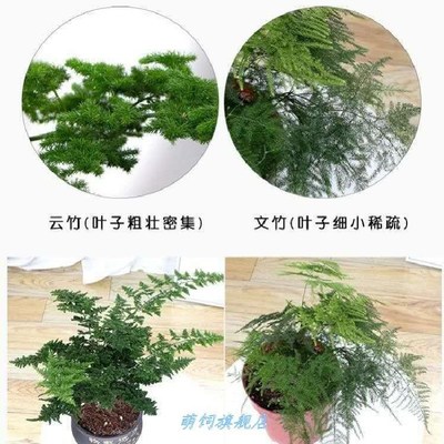 唐山矮生云竹文竹云松竹假山盆景办公室内桌面小盆栽好养绿植