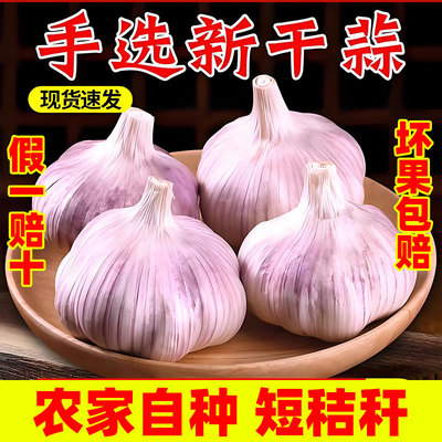 2025新干蒜金乡干蒜短秸秆