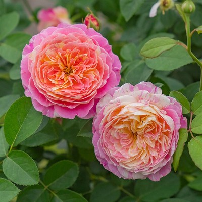 海蒂的花园 莫奈直立月季欧月四季好养阳台庭院花卉植物盆栽花苗