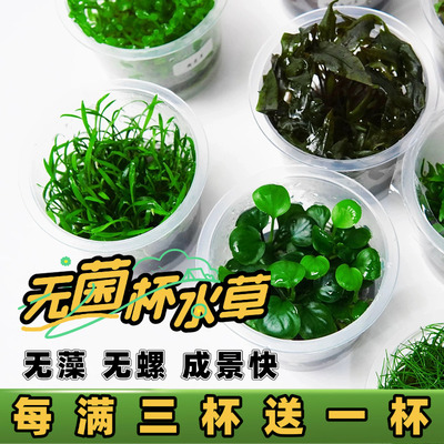 鱼缸水草莫斯无菌杯前景迷你牛毛日本矮珍珠椒草宫廷小水榕血心兰