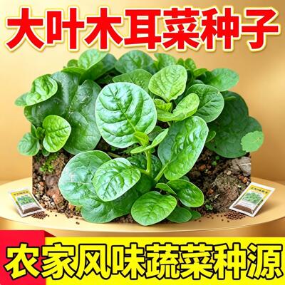 易种肉厚大叶木耳菜种子