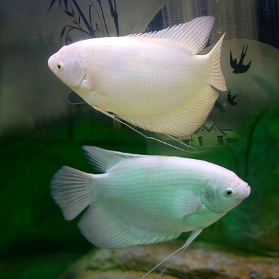 渔你有缘古代战船白招财鱼红眼镇宅热带鱼大型观赏鱼招财鱼活鱼