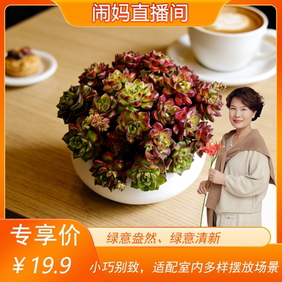 【闹妈甄选】【蒂亚多肉】绿植盆栽 好养易活办公室桌面 卧室窗台