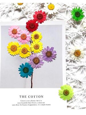 白晶菊雏菊押花干花手工滴胶DIY饰品手机壳网红妆pressed flowers