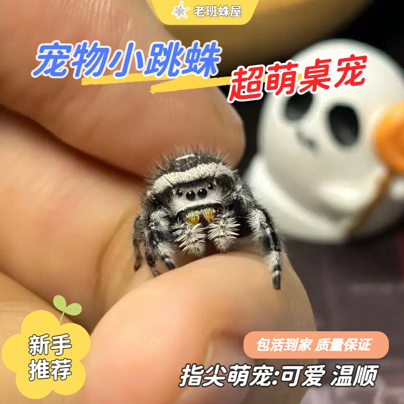 跳蛛宠物卢卡斯小跳蛛佛罗里达跳蛛灰佛橙佛可爱萌宠蜘蛛网红蜘蛛