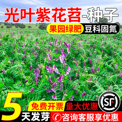 紫花苕子果园绿肥多茬收割多年生