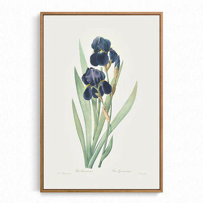 雷杜德手绘卉图谱 旁白艺术印画装饰画 兰鸢尾图鉴复古