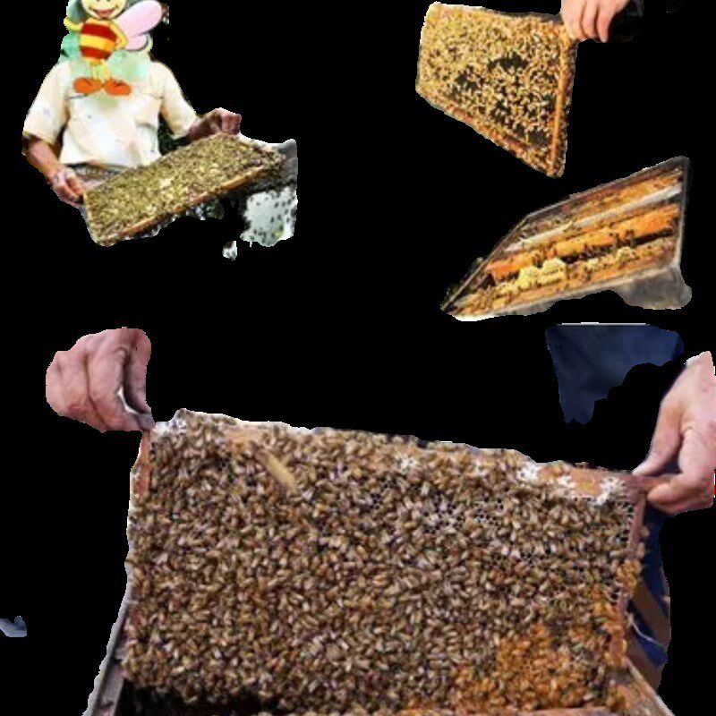 蜂巢中蜂巢础巢框巢基巢脾蜜蜂蜂箱全养蜂工具天然蜂蜡