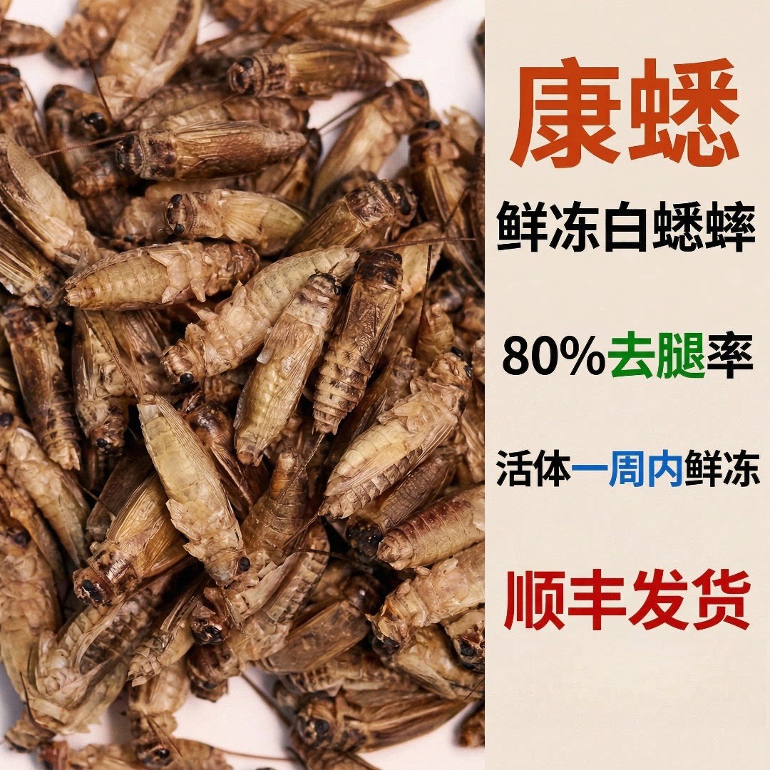 鲜冻蟋蟀冷冻蟋蟀冻品冷冻蟋蟀守宫爬宠活冻蟋蟀食用级别绿色卫生