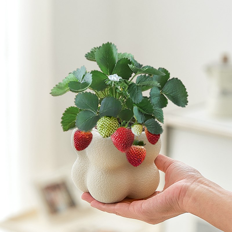 草莓盆栽带花带果室内绿植四季好养客厅办公室桌面植物花卉吸甲醛