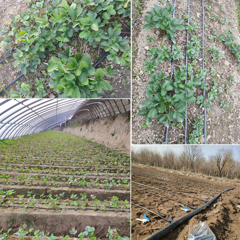 滴灌带农用滴水16mm贴片式草莓灌溉水带自动滴水专用大棚滴灌管
