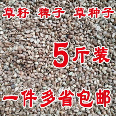 鸟食 稗子 草籽 芙蓉鸟 鹦鹉 珍珠鸟 文鸟/蛋白质高全国五斤包邮