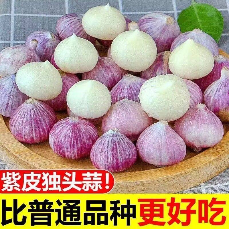 【产地直发】云南紫皮独头蒜新大蒜晾晒干蒜头批发红皮干独蒜圆头