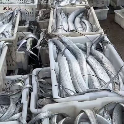 6-20条）山东渤海带鱼新鲜小眼油带鱼冷冻刀鱼小眼（会破肚