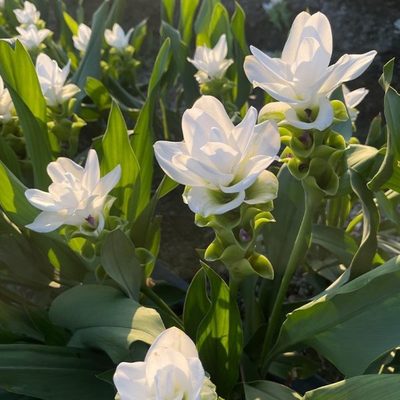 三个包邮荷彩姜荷花种球花期超长热带植物别墅根球多年生白雪公主