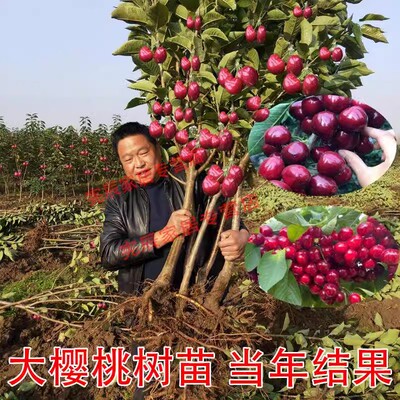 车厘子树苗樱桃南方北种植