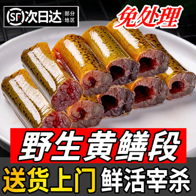 黄鳝段生鲜直供野生黄鳝中段