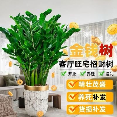 招财金钱树客厅家居饰品搬新家入户玄关开业办公室内外落地桌摆件