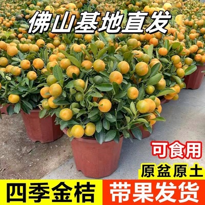 四季金桔树盆栽带果客厅招财植物盆景室内外耐热花卉绿植橘子树苗