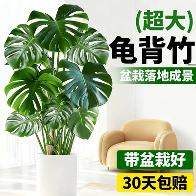 龟背竹客厅绿植室内盆栽大叶四季常青造型真花卉植物室内好养摆件