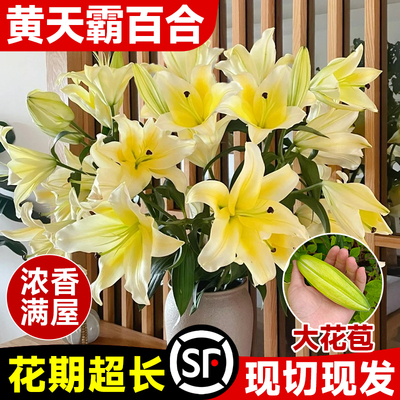 黄天霸百合花黄色香水百合鲜花多头云南基地直发家用插瓶水养花卉