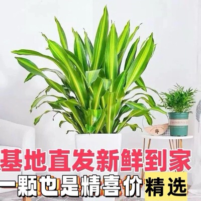金心巴西植物铁树盆栽网红室内也门客厅北欧观叶净化空气绿植甲醛