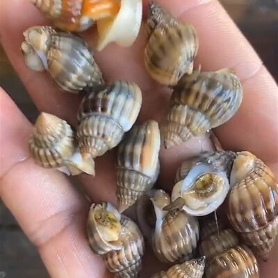 翻砂螺  翻砂鸡心螺 海水缸翻砂高手  食藻紫底星螺