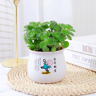 碰碰香盆栽净化空气可食用绿植