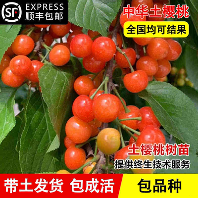 樱桃树苗中华小樱桃树苖盆栽地栽老品种红妃土樱桃苗四季种植果树