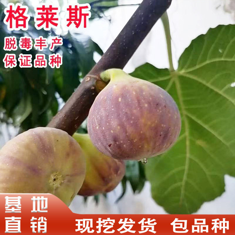 格莱斯无花果苗树砂糖水蜜桃无花果树果苗室内庭院盆栽地栽现挖发