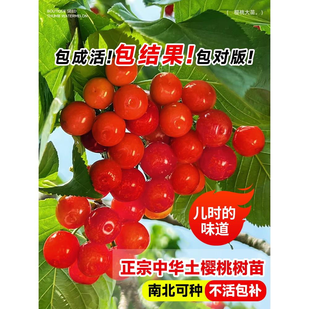 樱桃树大樱桃苗南北方中华小土樱桃车厘子红妃果苗盆栽种植庭院