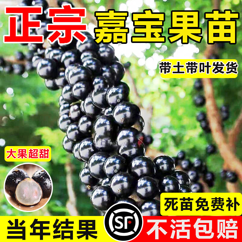 嘉宝果苗树葡萄苗果树沙巴红妃四季艾斯卡8年大树苗庭院盆栽带果