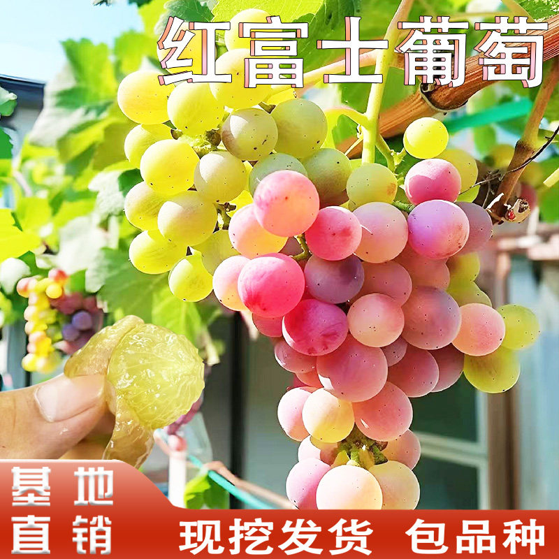 老品种红富士葡萄苗南北方种植阳台庭院盆栽地栽耐寒爬藤葡萄树苗
