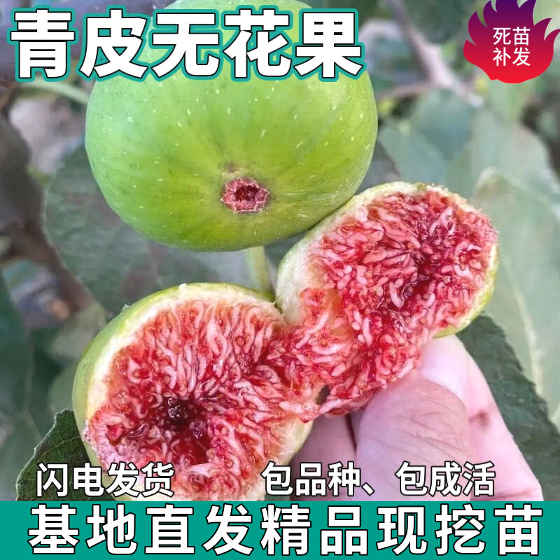 青皮无花果苗南北方庭院地栽特大果树阳台盆栽嫁接种植苗当年结果