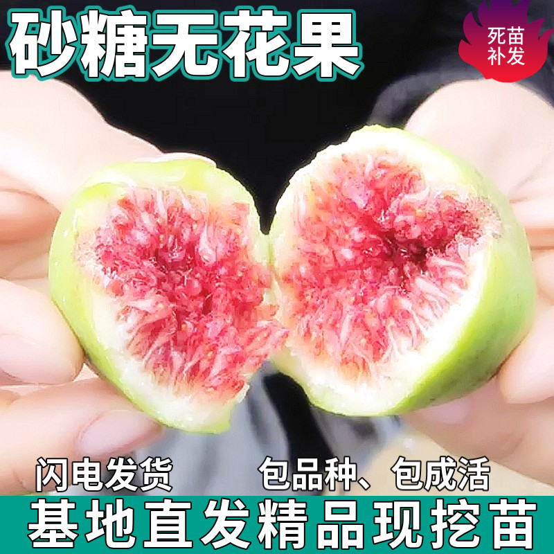 砂糖无花果树苗南北方庭院地栽盆栽种四季植特大果嫁接苗当年结果