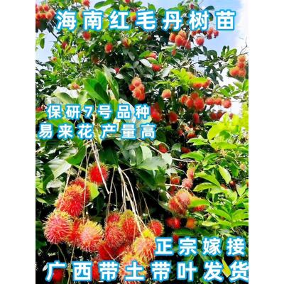 海南红毛丹树苗 嫁接双季保研7号红毛丹荔枝树苗盆栽地裁当年挂果