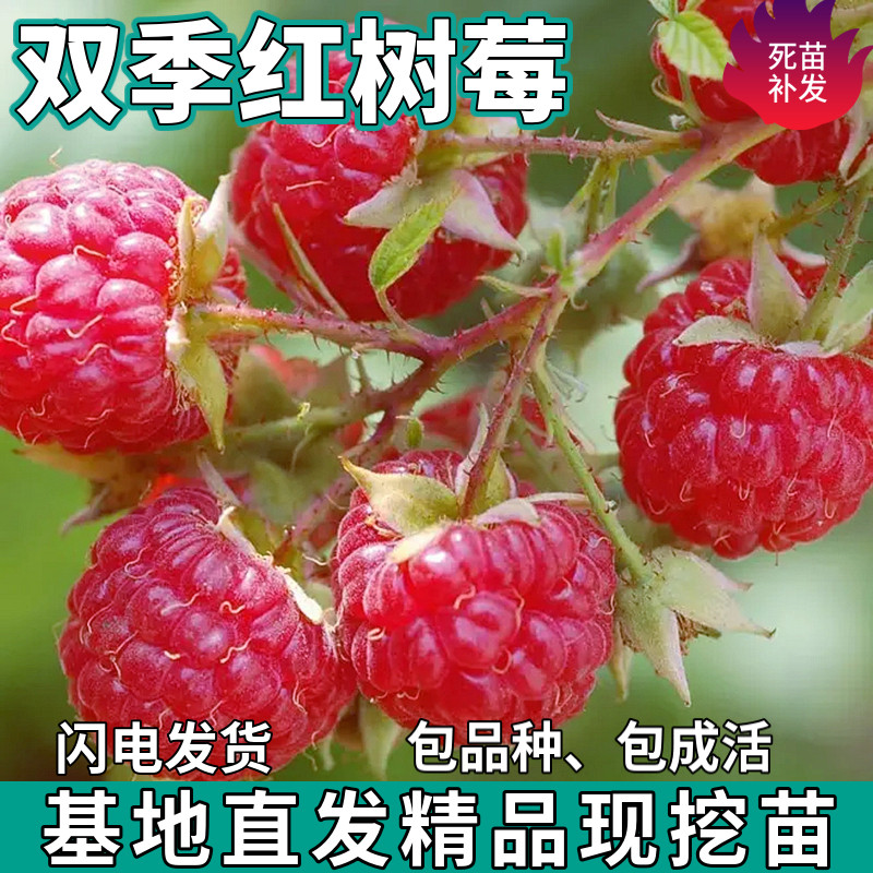 红树莓苗双季覆盆子果树苗庭院阳台盆栽地栽苗南北方种植当年结果