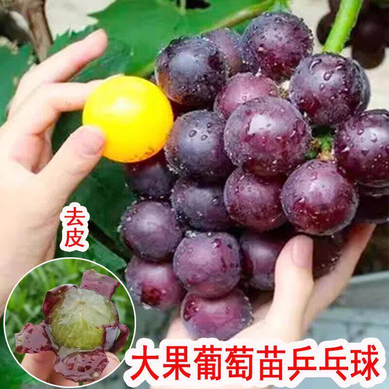 正宗阳光玫瑰葡萄苗妮娜皇后甜蜜蓝宝石卢太八号巨峰葡萄苗大苗
