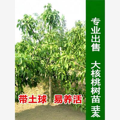 大核桃树苗特薄皮8518嫁