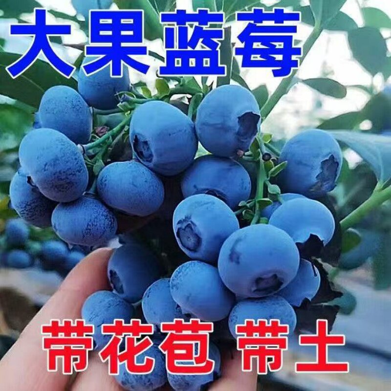 特大蓝莓树果苗带果发大果蓝莓树苗南方北方盆栽地栽四季种植果树