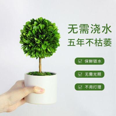办公室工位桌面绿植上班情绪稳定神器客厅旺宅植物小摆件家居装饰