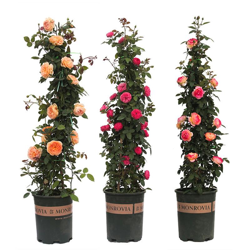 1.5米藤本月季蔷薇浓香型爬藤植物庭院多季花卉盆栽玫瑰多季开花