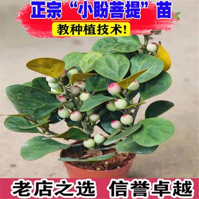 小盼菩提菩提树盆栽带果植物室内禅意盆景办公室桌面客厅招财绿植