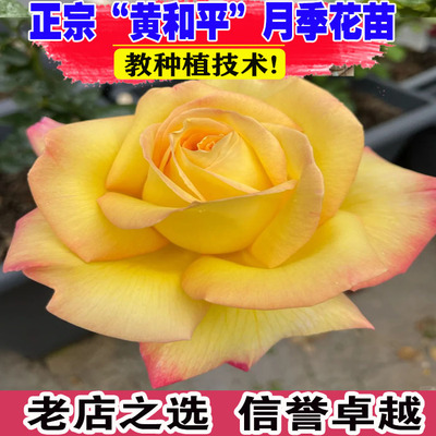 国月大花品种月季花黄和平浓香型玫瑰花苗盆栽四季开观花绿植花卉