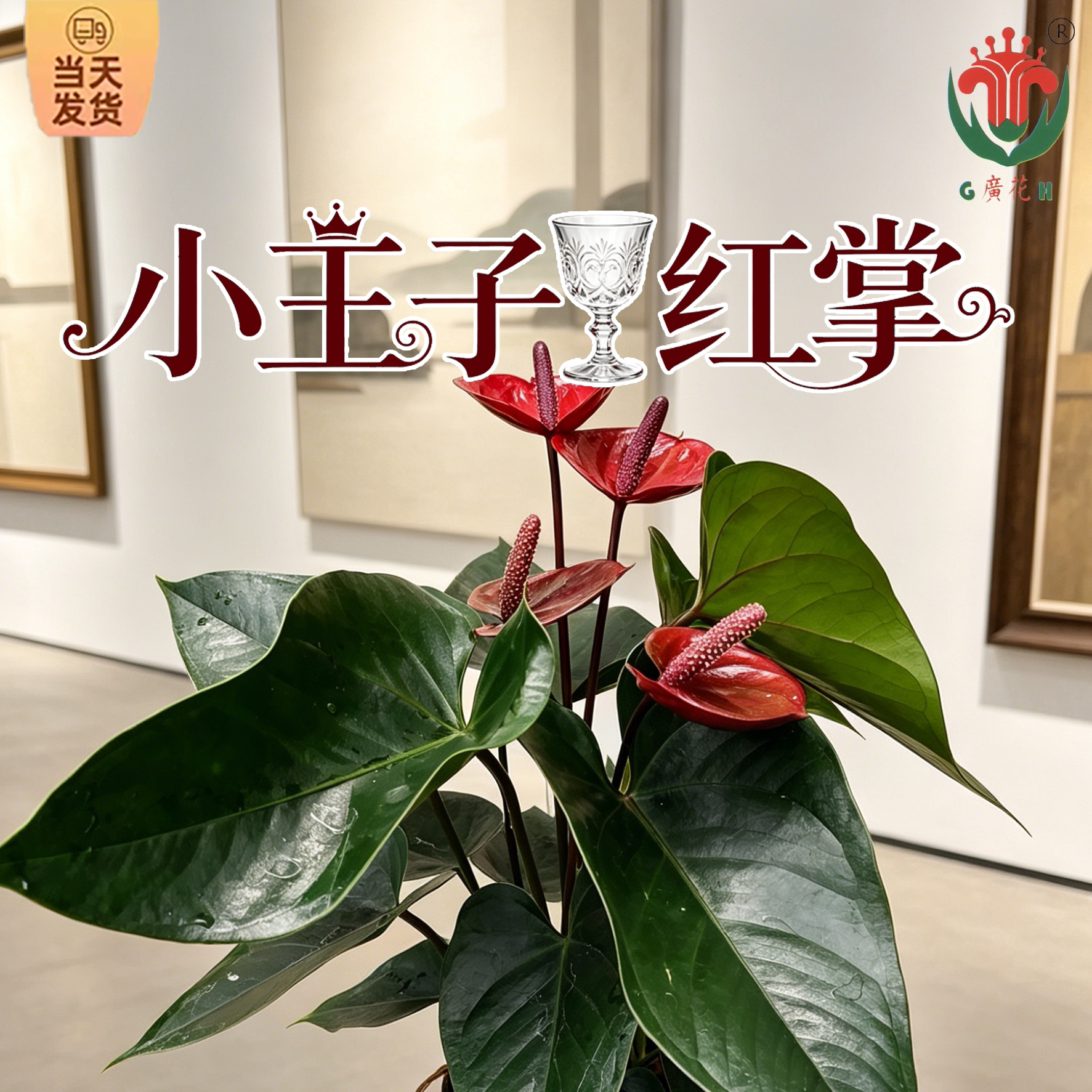 【小王子红掌】咖啡色新品红掌带花发货室内绿植桌面美化净化空气