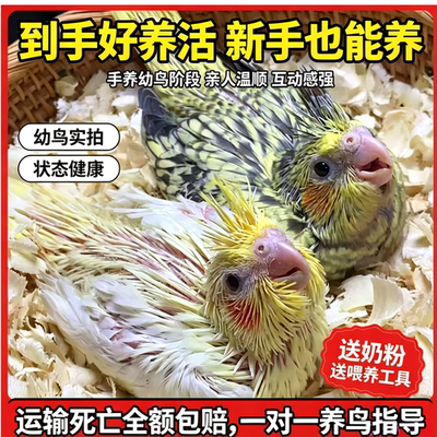 玄凤鹦鹉手养亲人活体现货宠物学说话黄化繁殖珍珠原始灰雏鸟活鸟