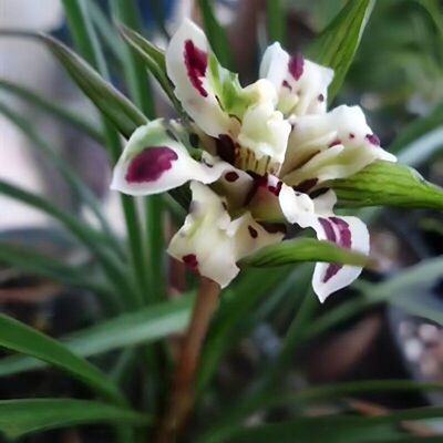带花苞兰花苗色花一杆多瓣奇花【金云牡丹】室内外花卉绿植盆栽