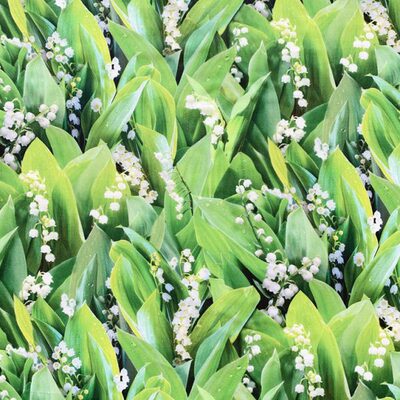 布料全棉【进口手工绝版lolita服装K数码印花面料A】KKO 铃兰日本