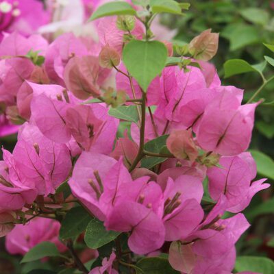 三角梅红粉 人喜牙买加 货 佳/庭院开花发带花粉绿植阳台阳植物