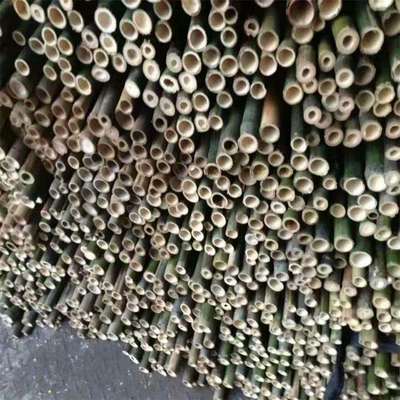 竹竿子搭架菜园竹片竹竿杆细竹条豆角黄瓜西红柿瓜果蔬菜爬藤架子